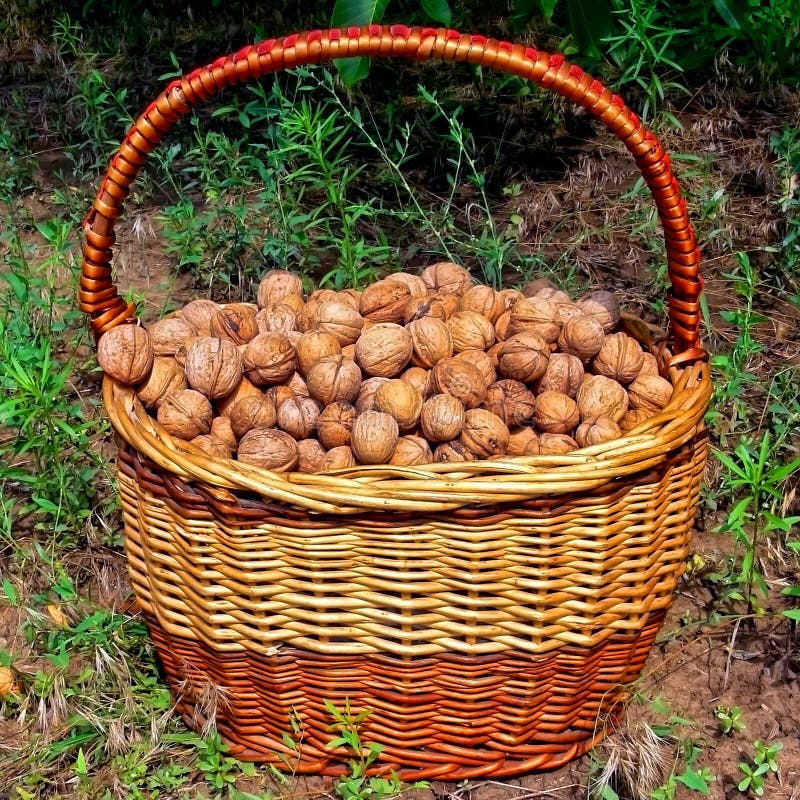 Harvesting walnuts stock image. Image of healthy, ingredient - 380117161