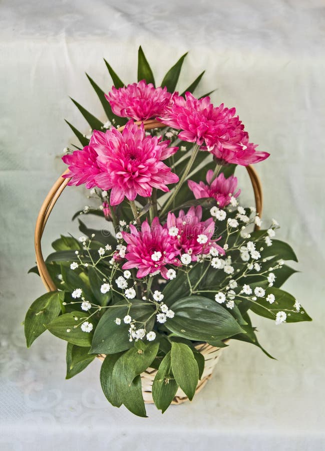 Punnet Gerbera Stock Photos - Free & Royalty-Free Stock Photos from ...