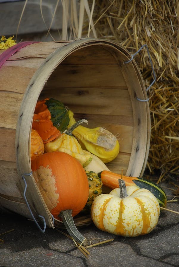 Fall Harvest stock photo. Image of harvest, basket, fresh - 3322278