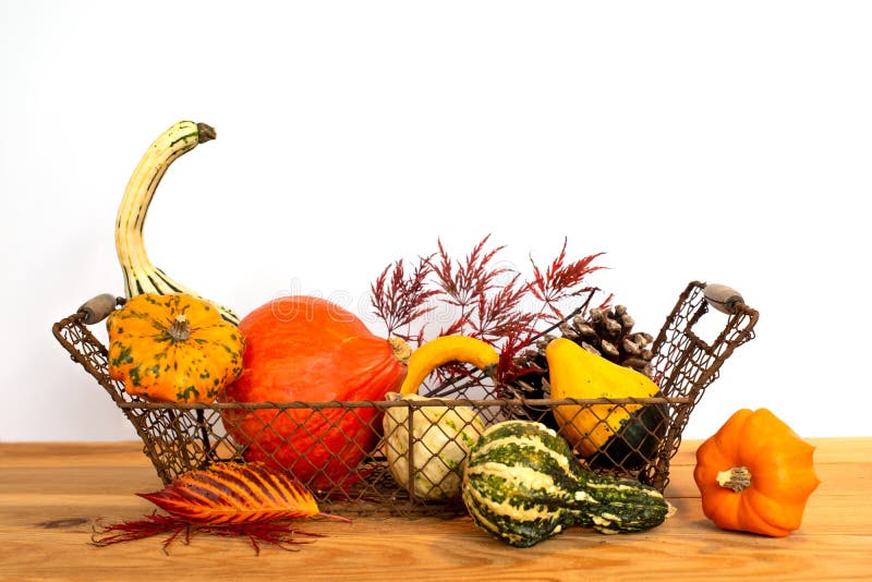 Basket of Gourds on White Background with Copy Space. Fall and Haloween ...