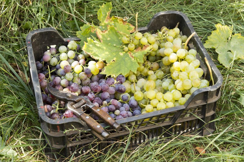 Basket of grapes stock image. Image of food, green, countryside - 78659747