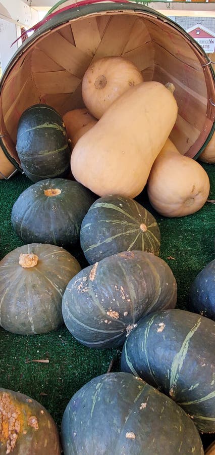 Basket of green squash stock photo. Image of fruit, vegetable - 242728002