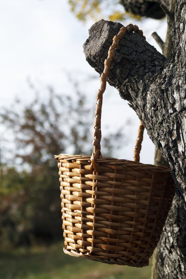 Basket hanging off of tree stock photo. Image of countryside - 259935248