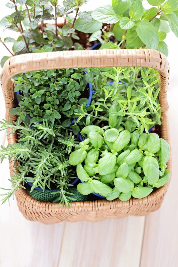Basket of herbs stock photo. Image of herb, natural, spice - 40889786