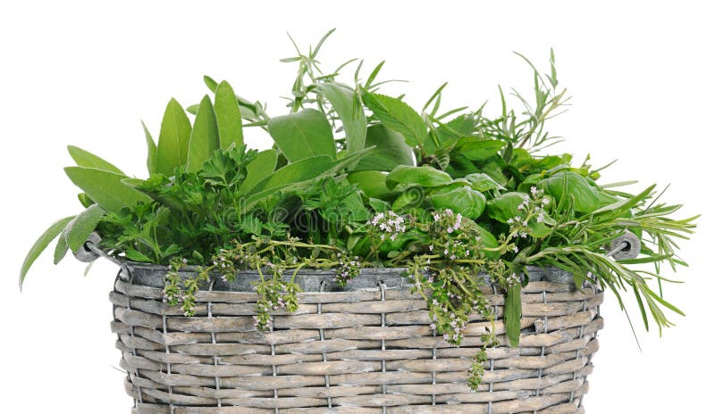 Basket with herbs stock photo. Image of cuisine, garden - 42135052