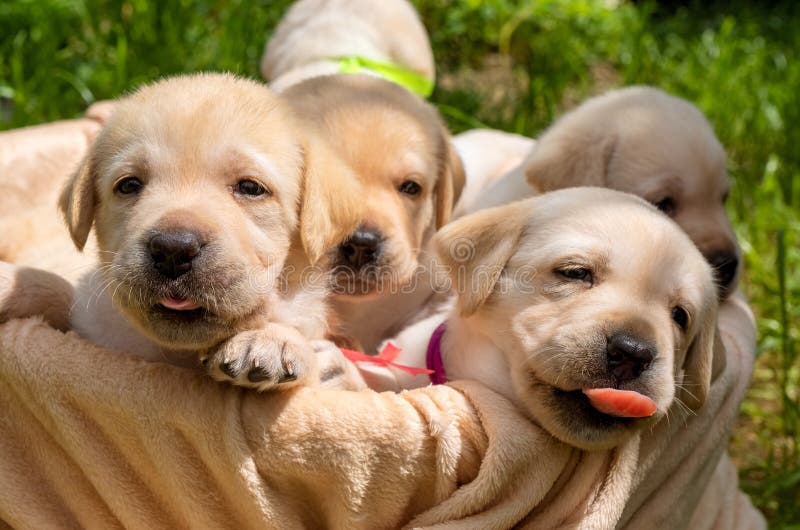 Basket with Labrador Puppies Stock Photo - Image of domestic, cute ...