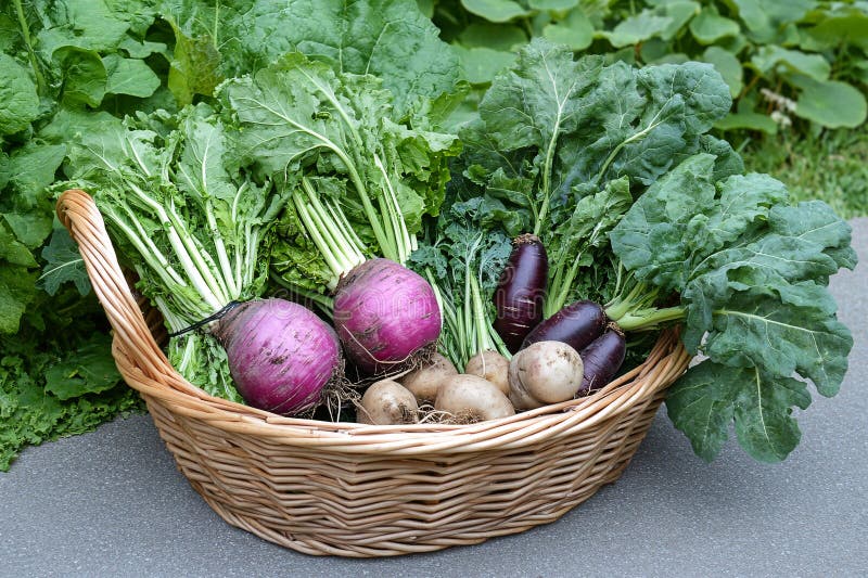 A Basket of Organic Vegetables, Filled with Roots and Greens Stock ...