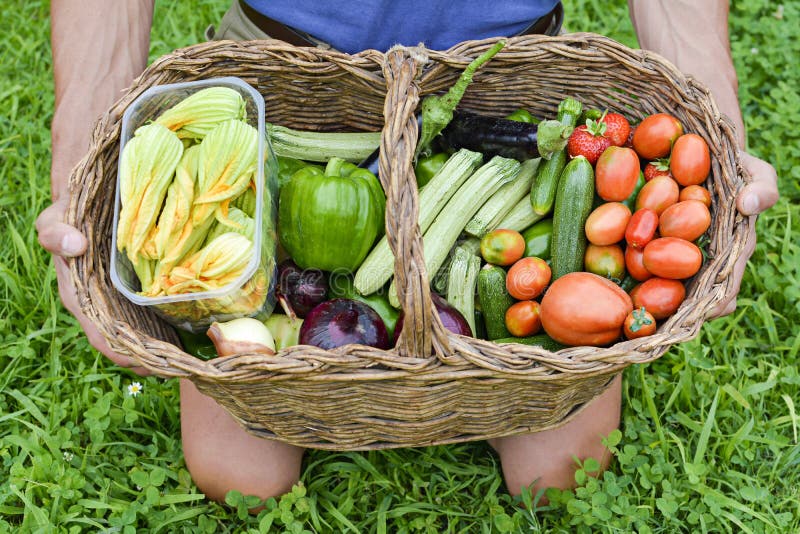 Basket of Organic Vegetables Stock Image - Image of countryman ...