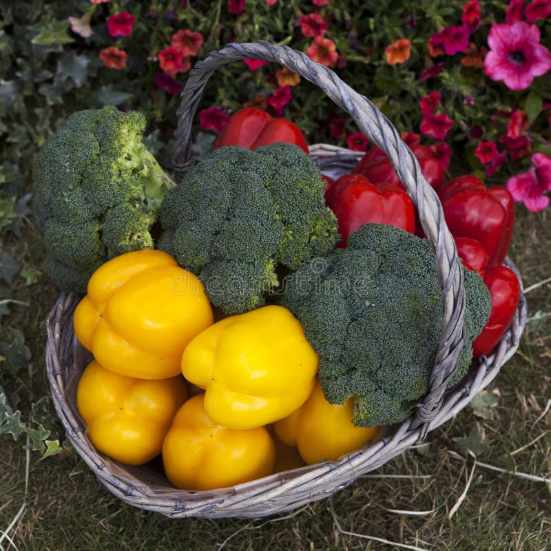 Basket with pepper stock photo. Image of carrot, cuisine - 26531684