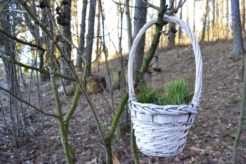 Basket with pine branch stock photo. Image of neglect - 67654938