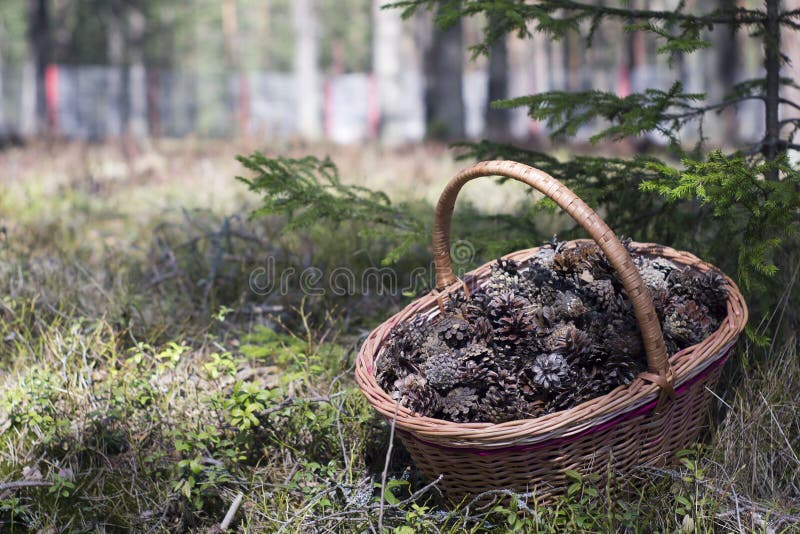 Basket with Fir Cones, Cones Enupar and Acorn Stock Photo - Image of ...