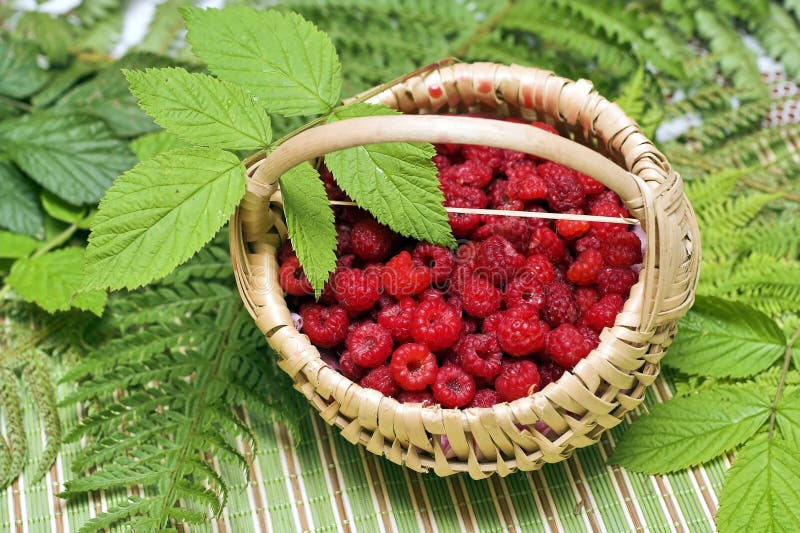 Basket of raspberries stock photo. Image of delicious - 13758652