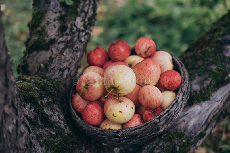 Basket with Apples between the Branches of an Apple Tree Stock Photo ...