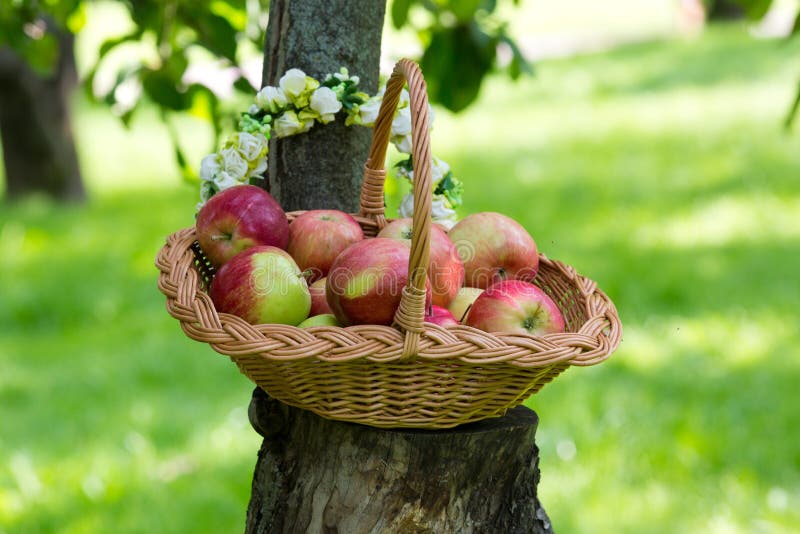 Basket of red apples stock image. Image of food, nature - 32885999