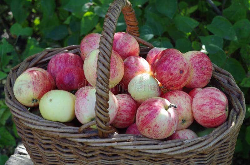 Basket of Red Apples in the Garden, Autumn Stock Image - Image of ...
