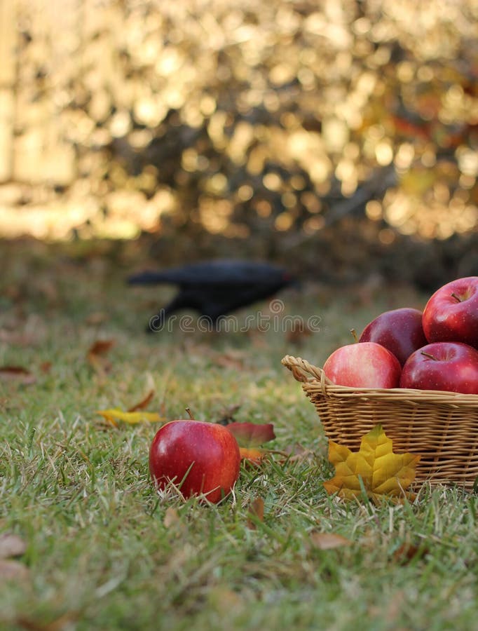 Basket of Red Apples Outdoors in Autumn with Crow in Background Stock ...