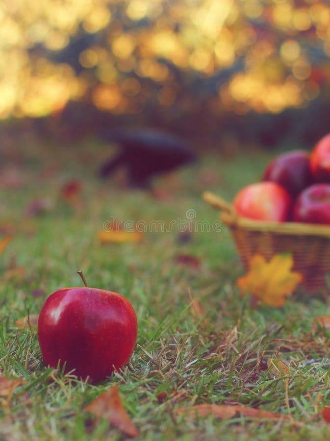 Basket of Red Apples Outdoors in Autumn with Crow in Background Stock ...