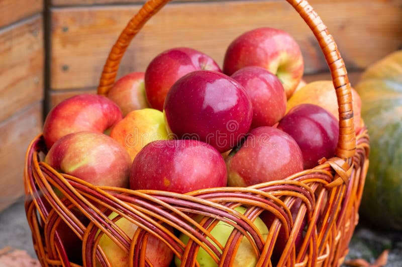 Basket with Red Ripe Apples. Apple Harvest Stock Image - Image of ...