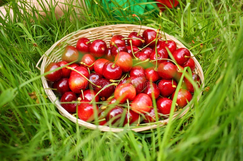 Basket with Red Wet Cherry and Kid Sitting (part Stock Photo - Image of ...