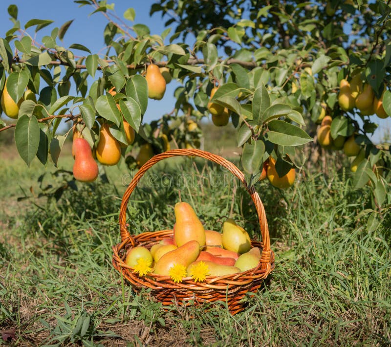 Basket of Ripe Pears Under a Tree Stock Photo - Image of summer, fruit ...