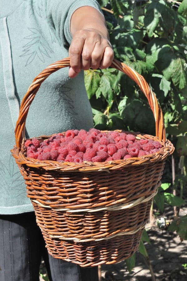 Basket of the Ripe Raspberry Stock Image - Image of fruit, full: 74712785