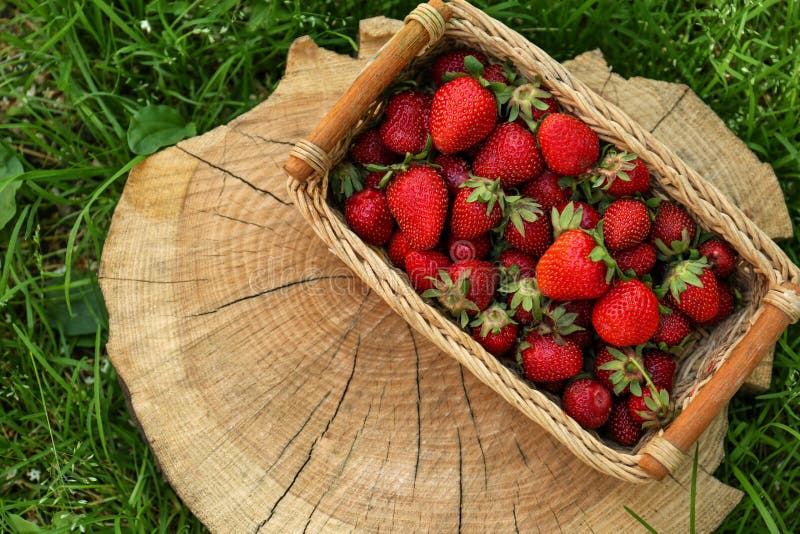 Basket with Ripe Strawberries on Tree Stump Outdoors, Top View Stock ...