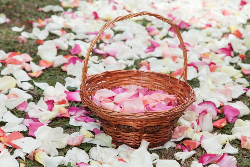 Basket with Rose Petals in a Path of Rose Petals Stock Photo - Image of ...