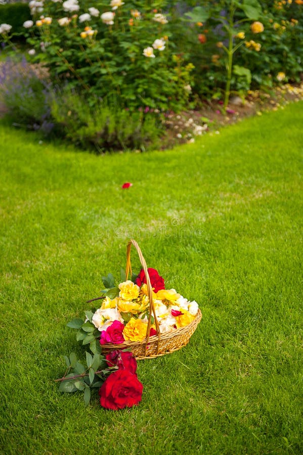 Basket of roses stock photo. Image of bunch, stilllife - 36381744