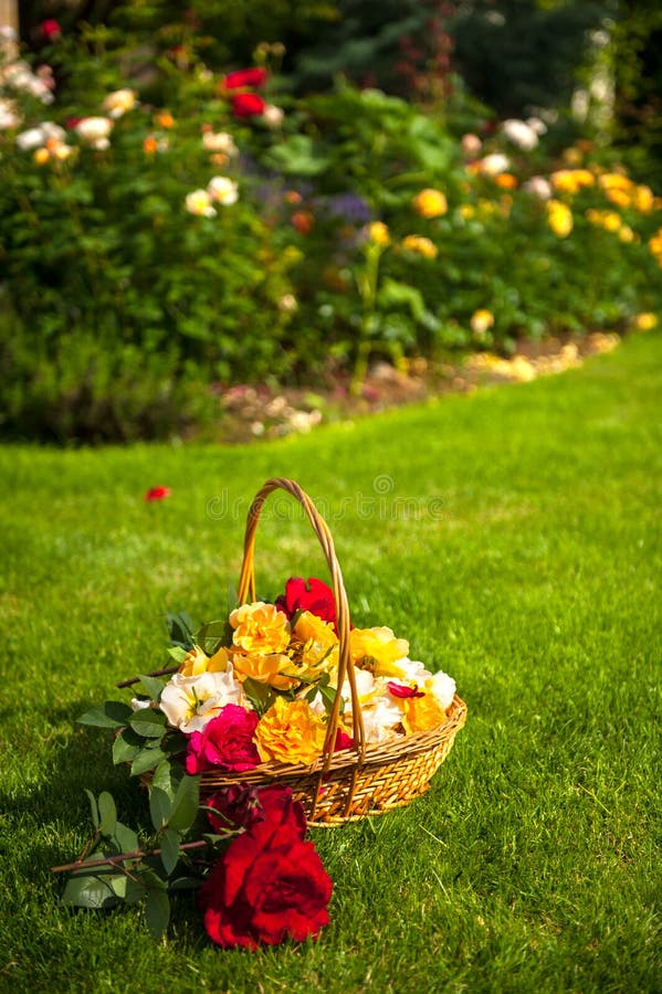 Basket of roses stock photo. Image of botany, blossoms - 36381776