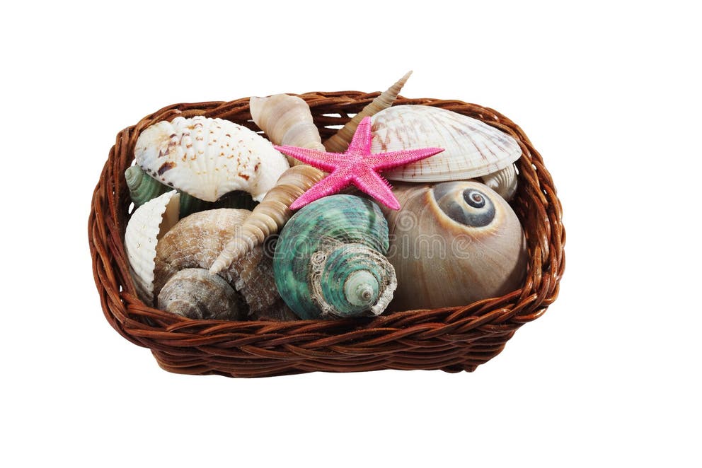 Basket of sea shells stock photo. Image of basket, animal - 11620240