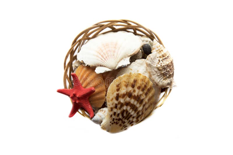Basket of Sea Shells Isolated Stock Image - Image of collection, shells ...
