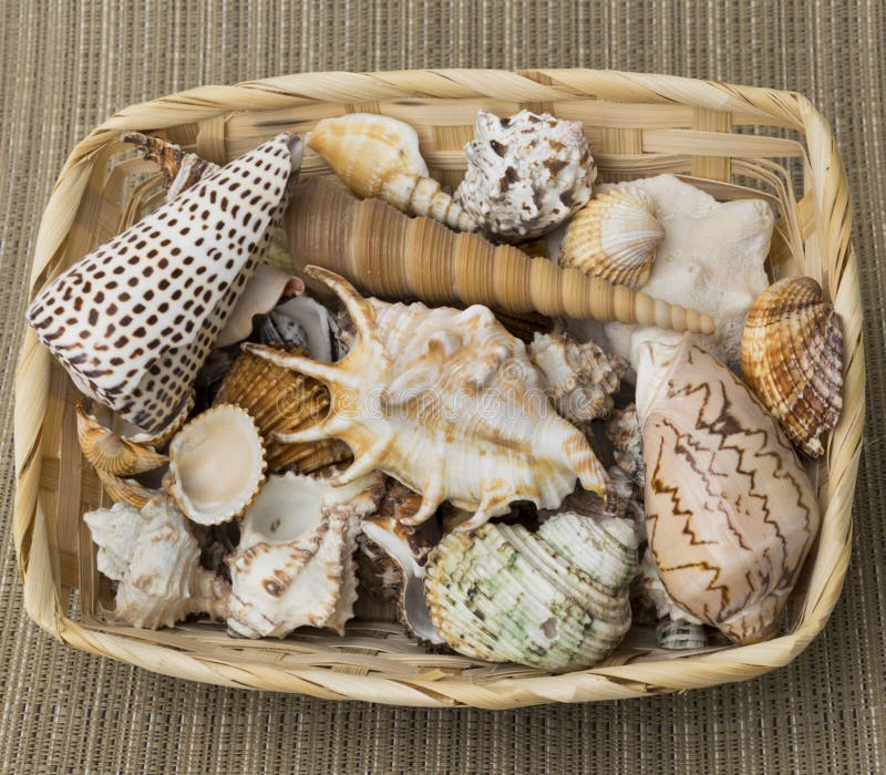 Basket with seashells. stock photo. Image of basket, collect - 96623994