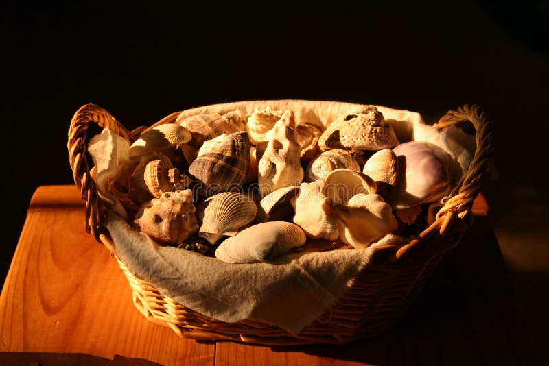 Basket of shells stock photo. Image of full, shadows - 10541174
