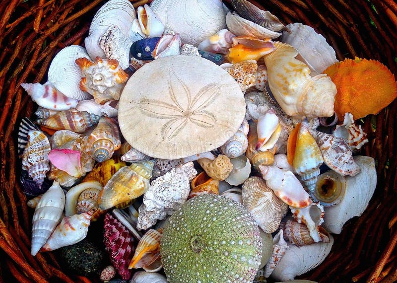 Basket of shells in garden stock image. Image of vancouver - 54084583