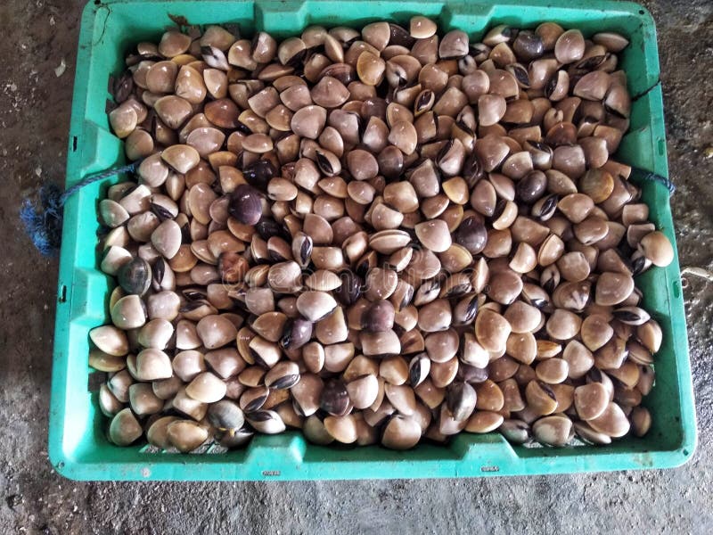 Basket shells tofu white stock photo. Image of white - 200460294