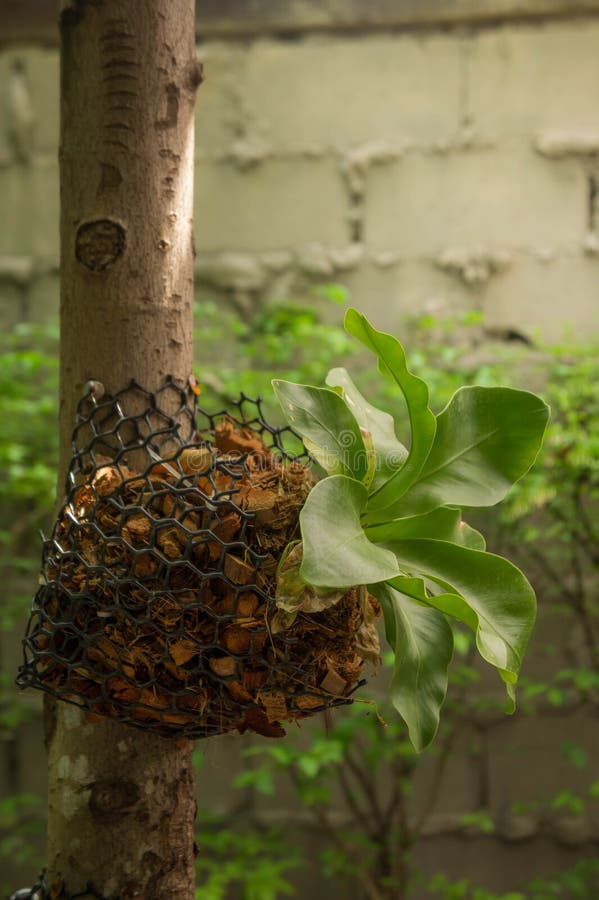 Basket of Small Root Onions Stock Image - Image of small, vegetables ...