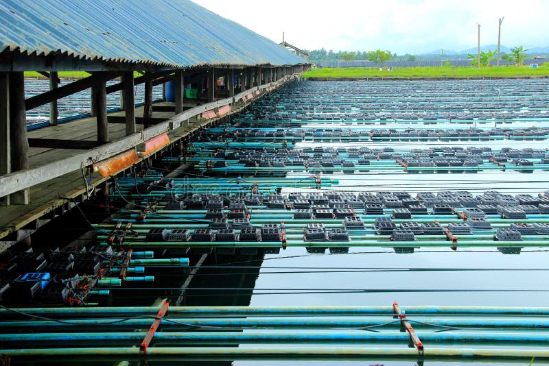 Basket Soft Shell Crab Farming Stock Photo - Image of crab, black: 60965794