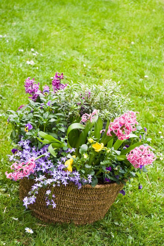 Basket with Spring Flowers in the Garden Stock Image - Image of grass ...