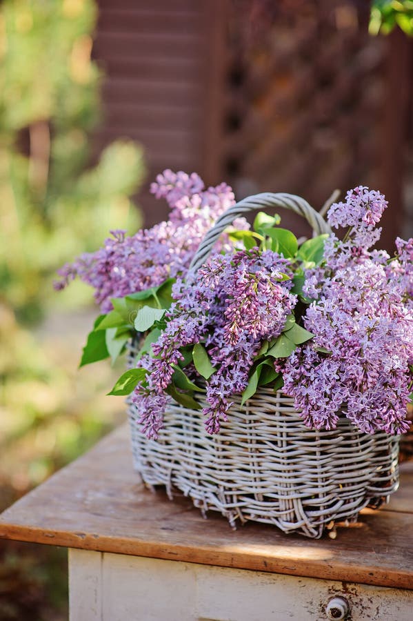 Basket of Spring Lilacs on Vintage Bureau in Spring Garden Stock Photo ...