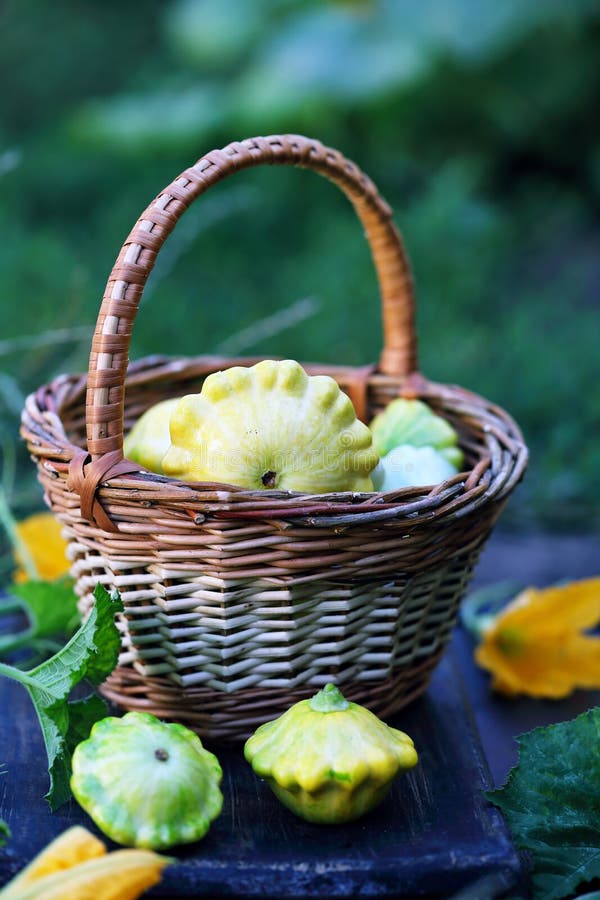 Basket of Squash in the Garden Stock Photo - Image of nutrition ...