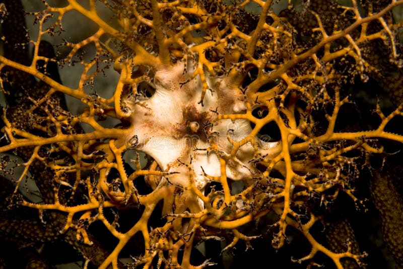 Basket star stock photo. Image of water, night, reef, bonaire - 3330738