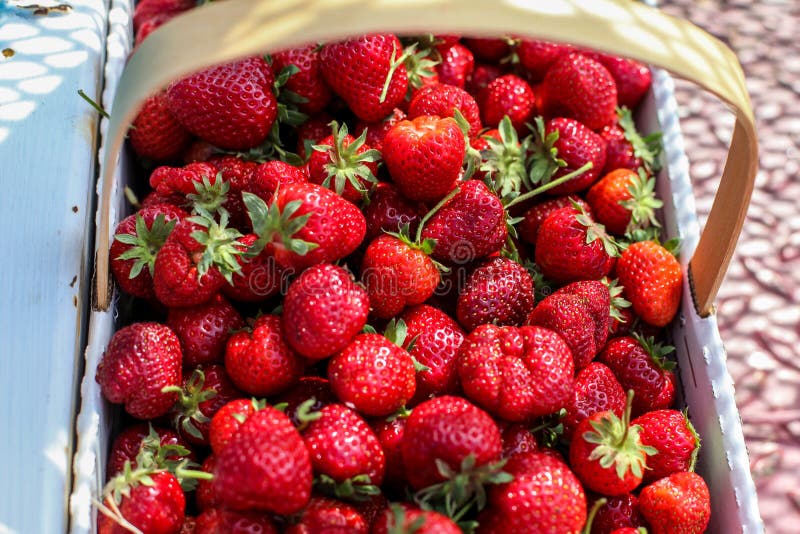 Basket with strawberries stock image. Image of snack - 118642321