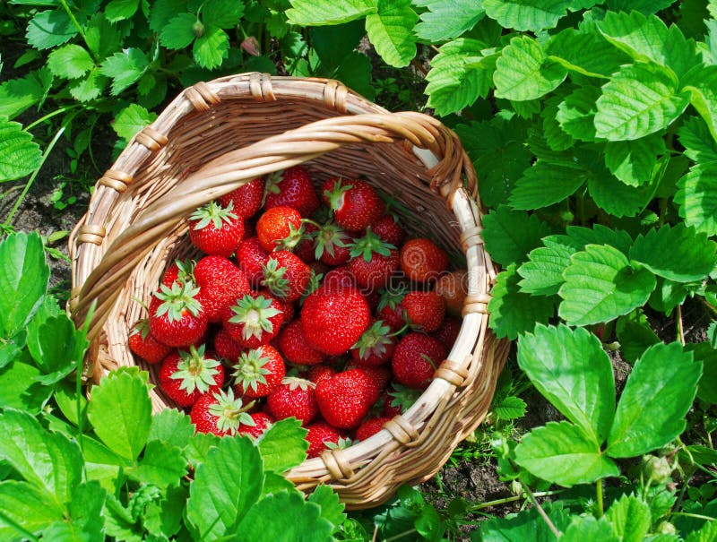 Basket of strawberry stock image. Image of tasty, basket - 21420935