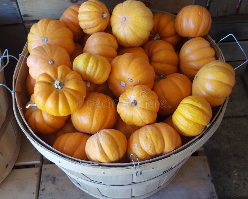 Basket of tiny pumpkins stock image. Image of autumn - 102977271