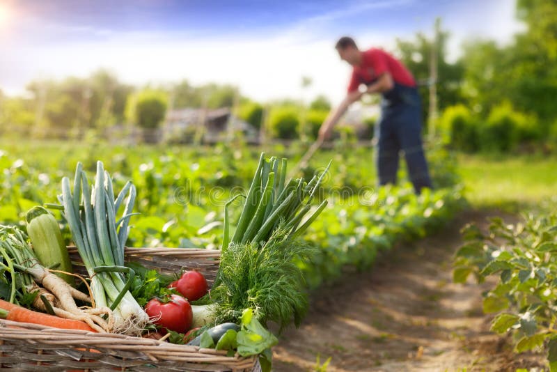 Basket With Vegetable And Farmer In Background Stock Photo - Image of ...