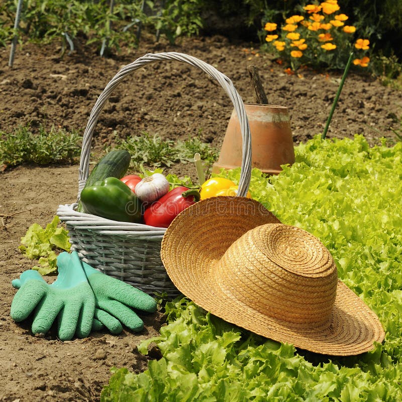 Basket of vegetables stock photo. Image of garden, harvest - 21960038