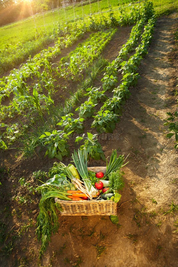Basket with Vegetables in Garden Stock Photo - Image of farming, fresh ...