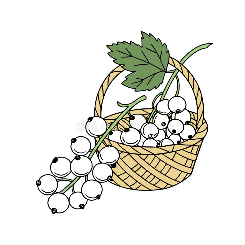 Basket of White Currants with Leaf Illustration Stock Image ...