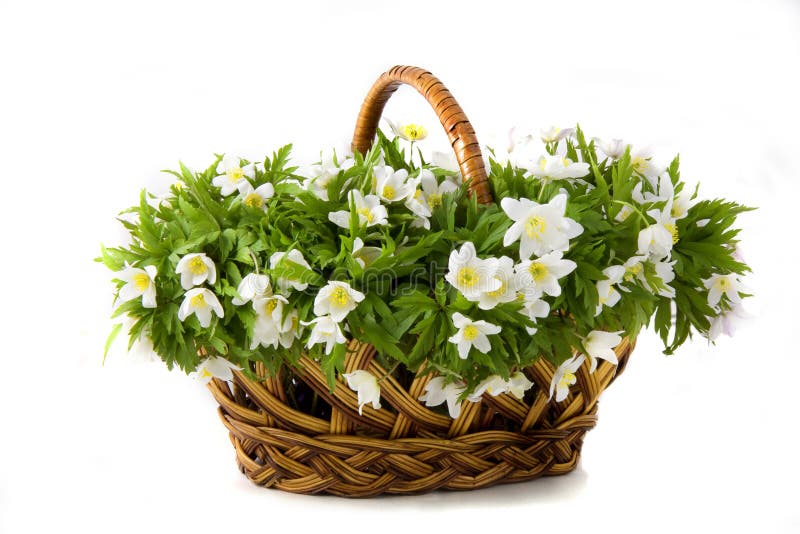 Basket of white flowers stock image. Image of colorful - 9422295