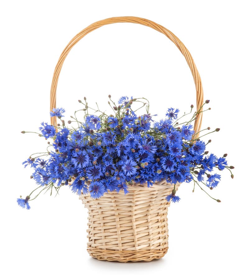 Basket with Wild Flowers. Blue Cornflowers Isolated on White Background ...